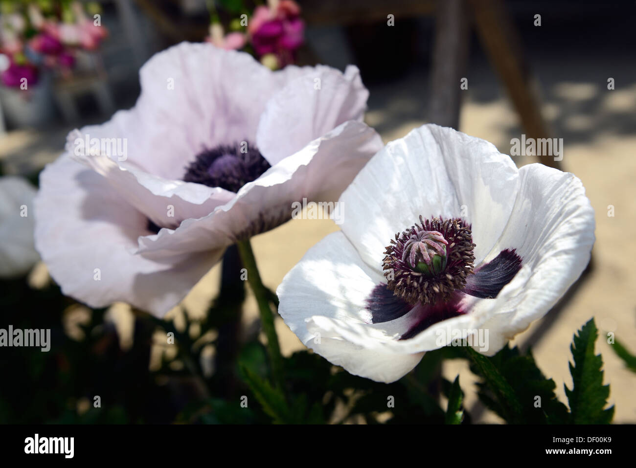 Papaver somniferum schlafmohn hi-res stock photography and images - Alamy