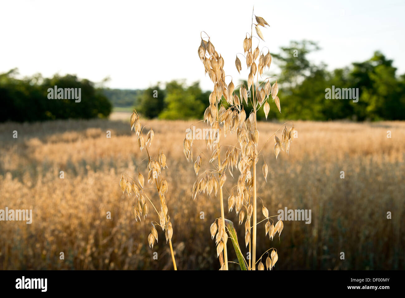 Oat ear hi-res stock photography and images - Alamy