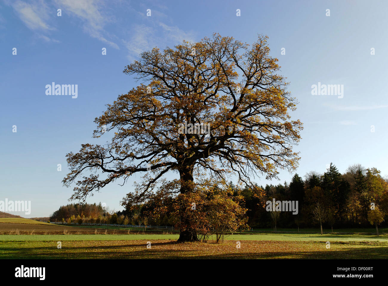 Big oak tree hi-res stock photography and images - Alamy