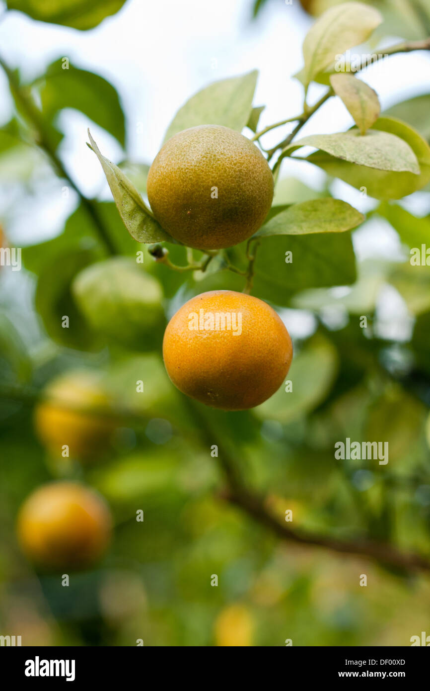 Ripe fruit kalamansi calamondin citrofortunella microcarpa hi-res stock ...