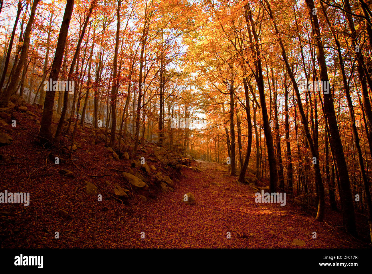 Deciduous forest in autumn, Montseny, Catalonia, Spain, Europe Stock ...
