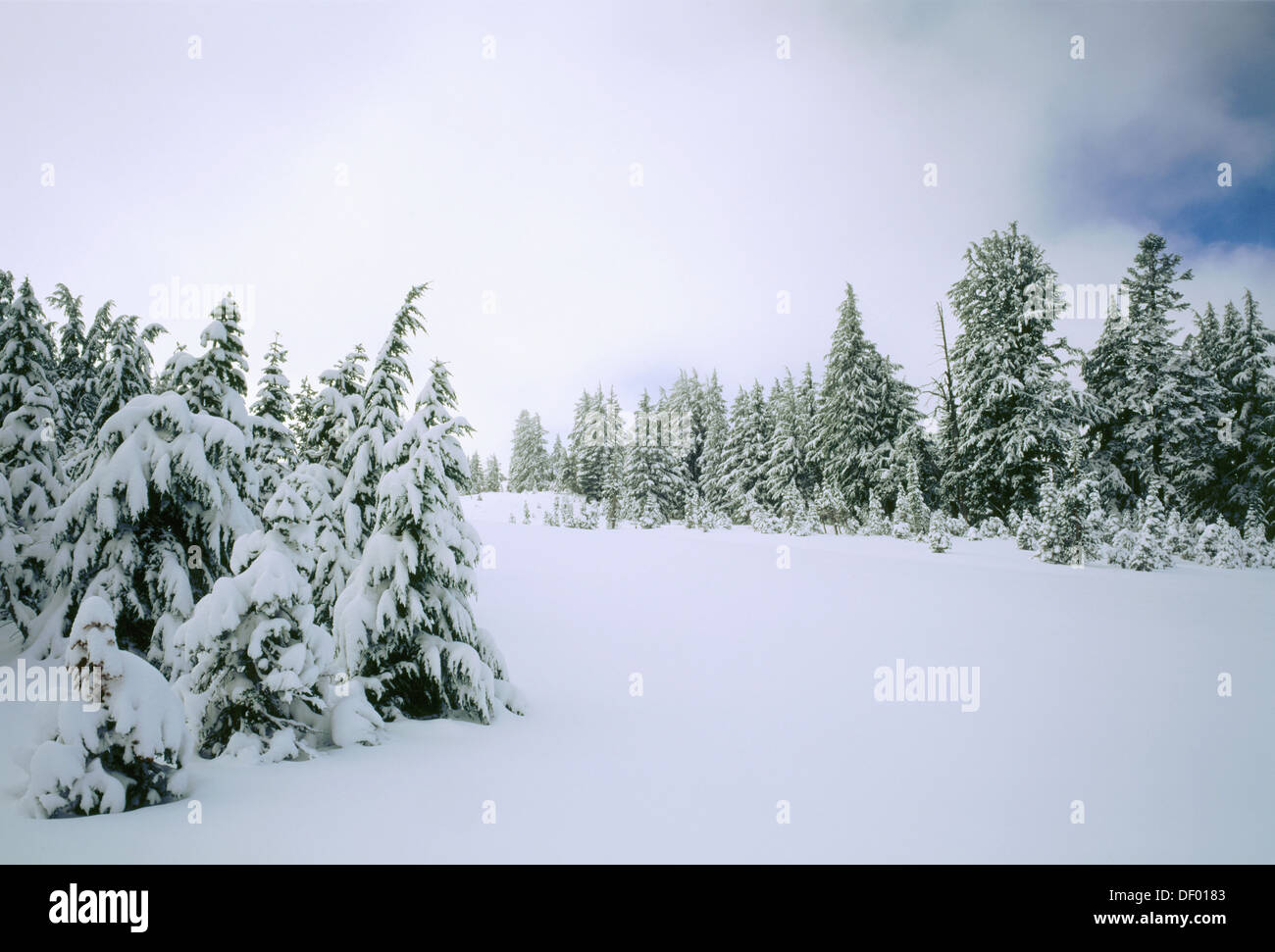 Western hemlock (tree) on white hi-res stock photography and images - Alamy
