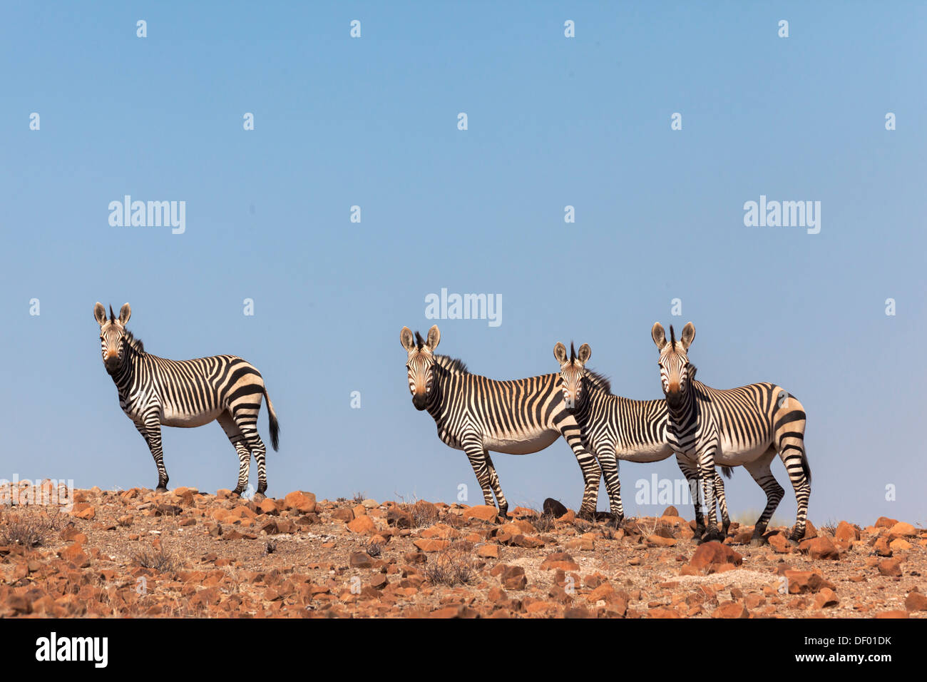 Hartmann's mountain zebra, (Equus zebra hartmannae), Kunene region ...