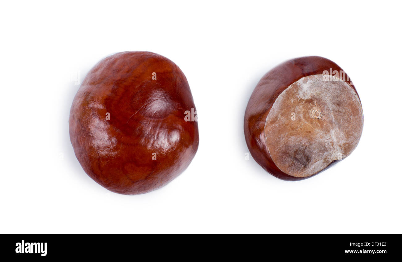 Two views of a fresh chestnut with one showing the smooth brown shell ...