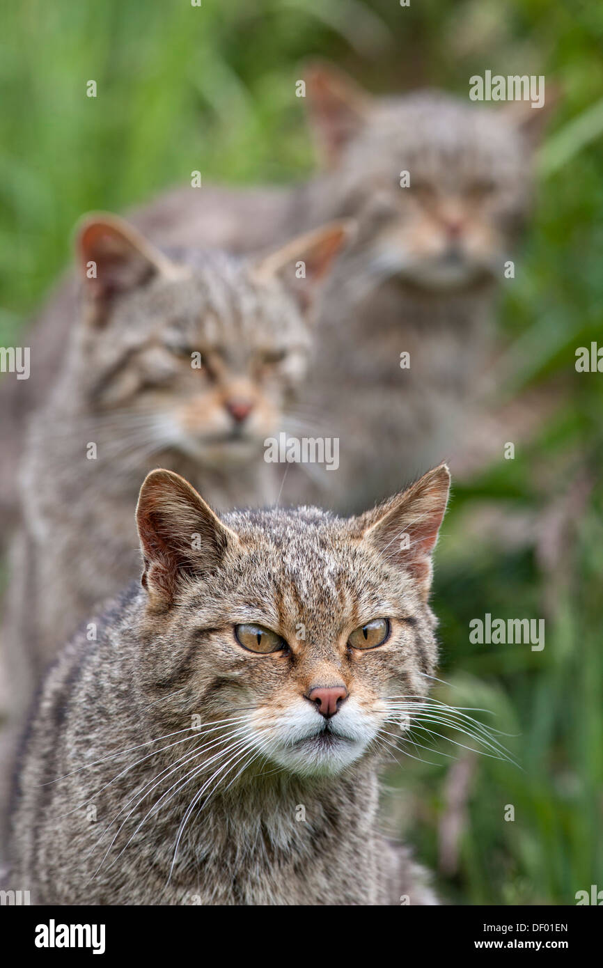 Scottish Wildcat Animal High Resolution Stock Photography and Images ...