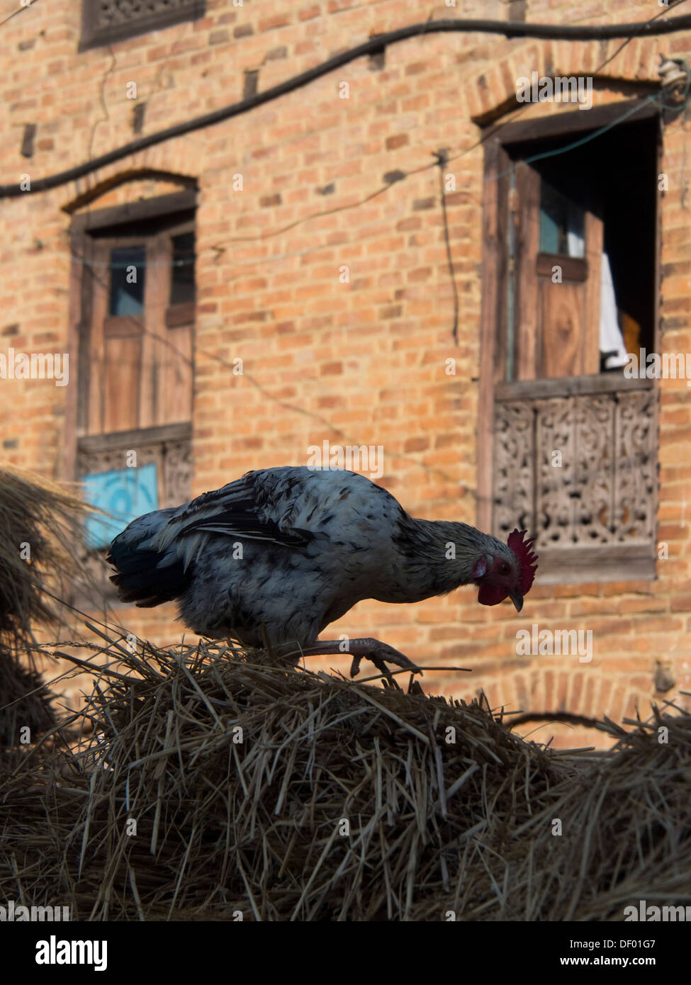 A chicken walks over piles of hay in Bungamati, Nepal Stock Photo - Alamy