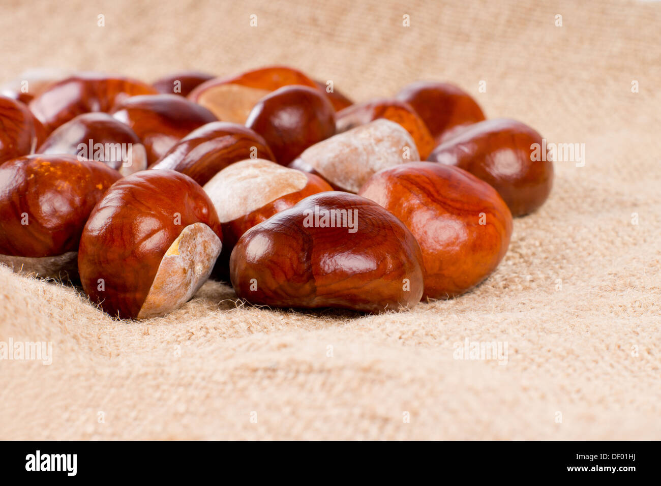 Harvest of autumn chestnuts with the outer spiny husk removed to reveal ...