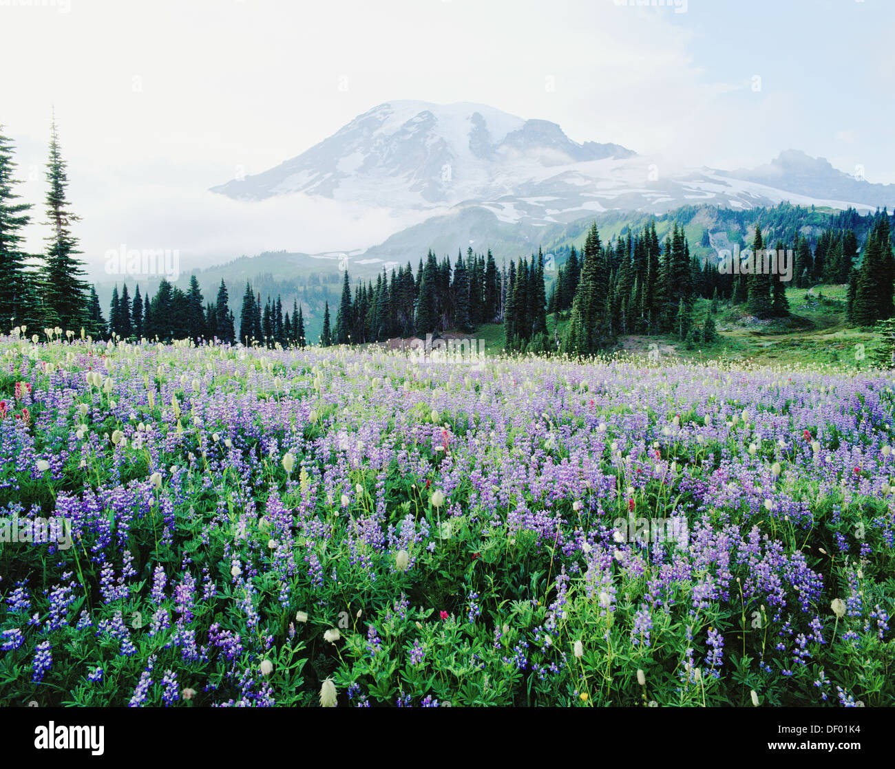 Wildflowers on Mazama Ridge and Mount Rainier in background. Mount ...