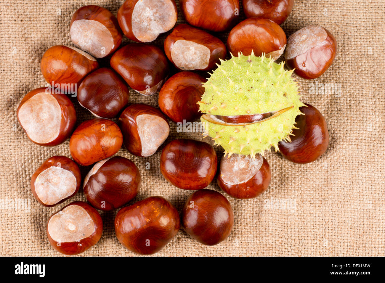 Spiny husk hi-res stock photography and images - Alamy