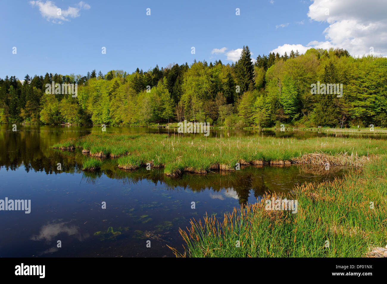 Hackensee lake near Dietramszell, Toelzer Land region, Upper Bavaria ...