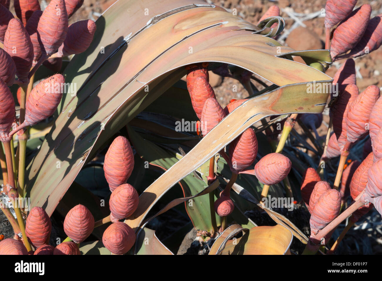 Female welwitschia plant (Welwitschia mirabilis), close up of cones in ...