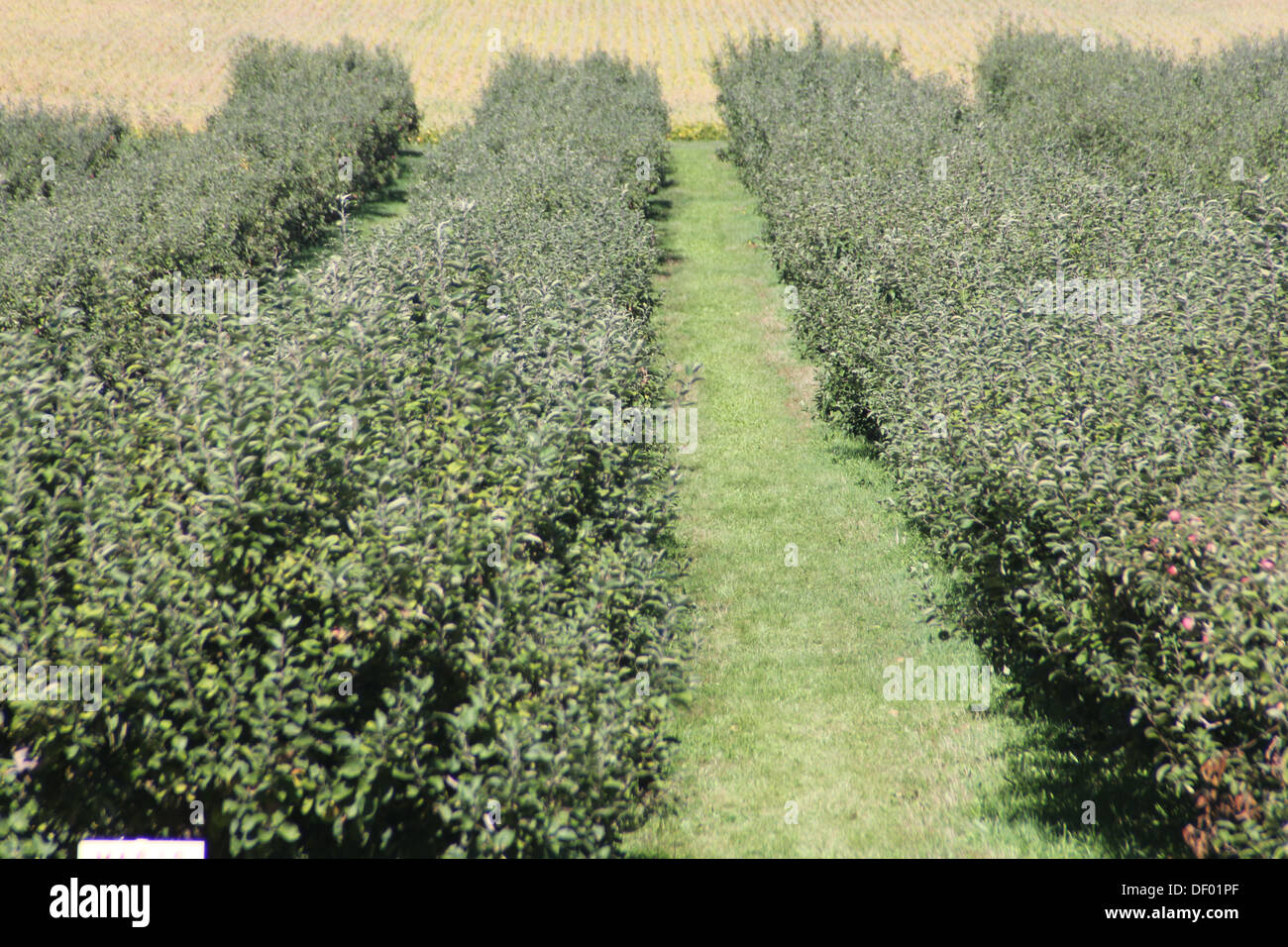Rows of neatly cut and shaped apple trees in an orchard on a small ...