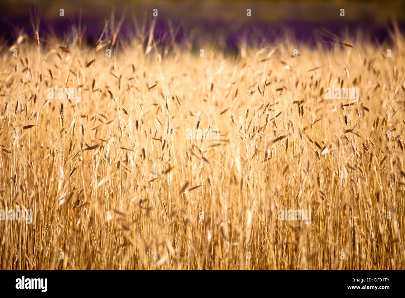 Wheat field, Provence, France, Europe Stock Photo - Alamy