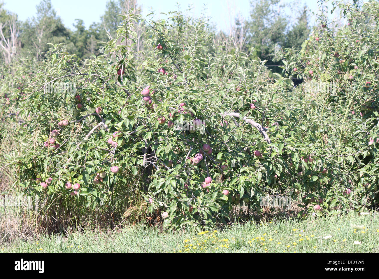 Branches on apple trees laden with nearly ripe apples almost ready for ...