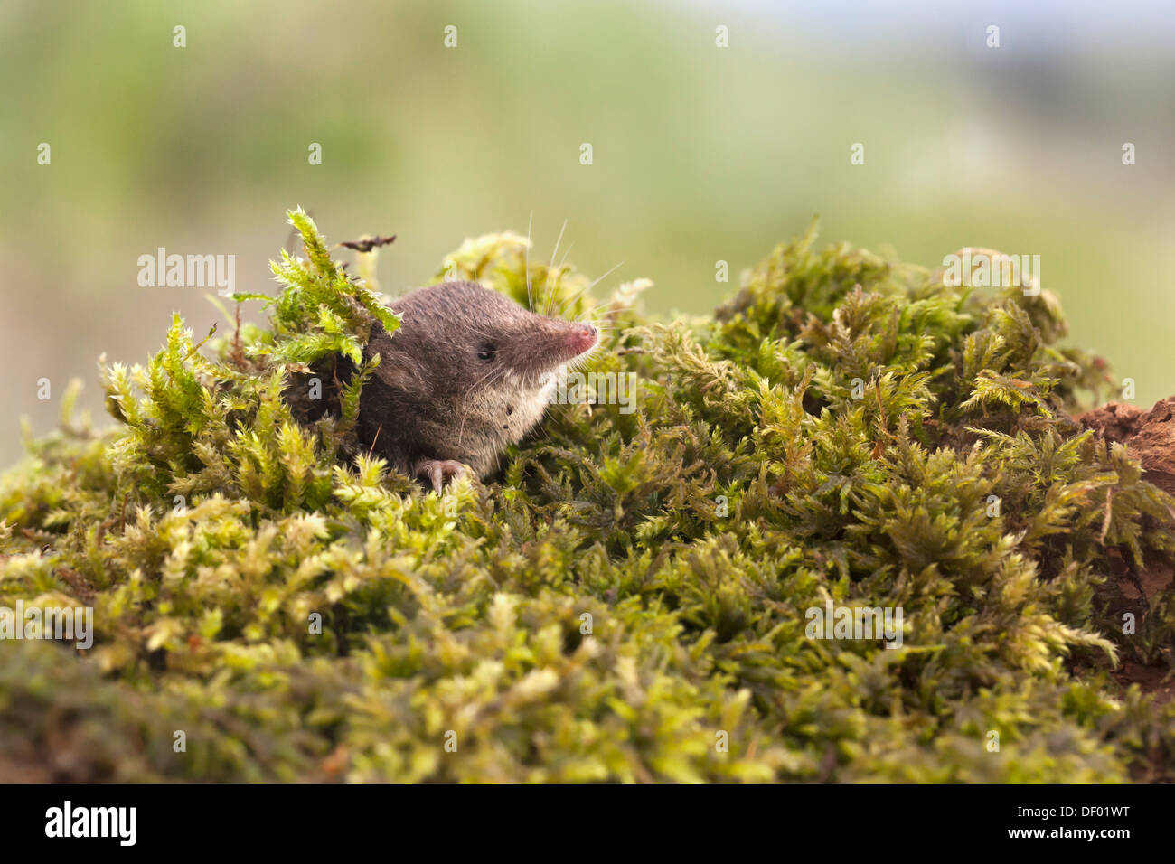 Water Shrew Uk High Resolution Stock Photography and Images - Alamy