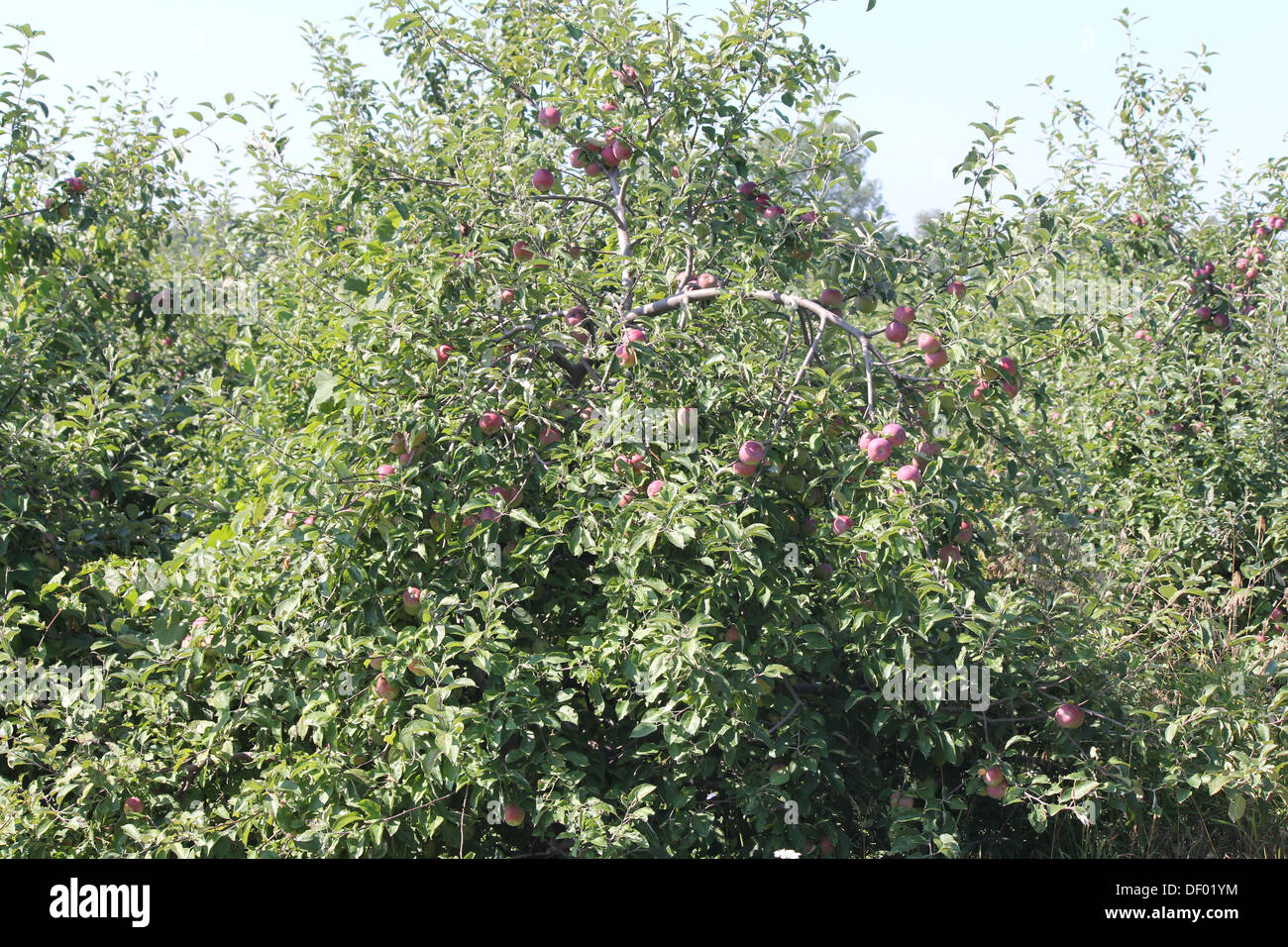 Apple tree filled with nearly ripe apples almost ready for picking ...