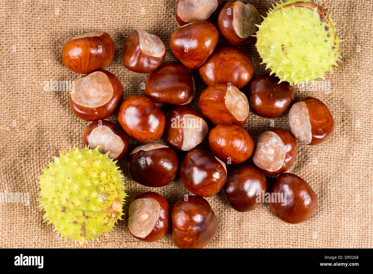 Overhead view of the edible seeds of the Castanea tree, known as the ...