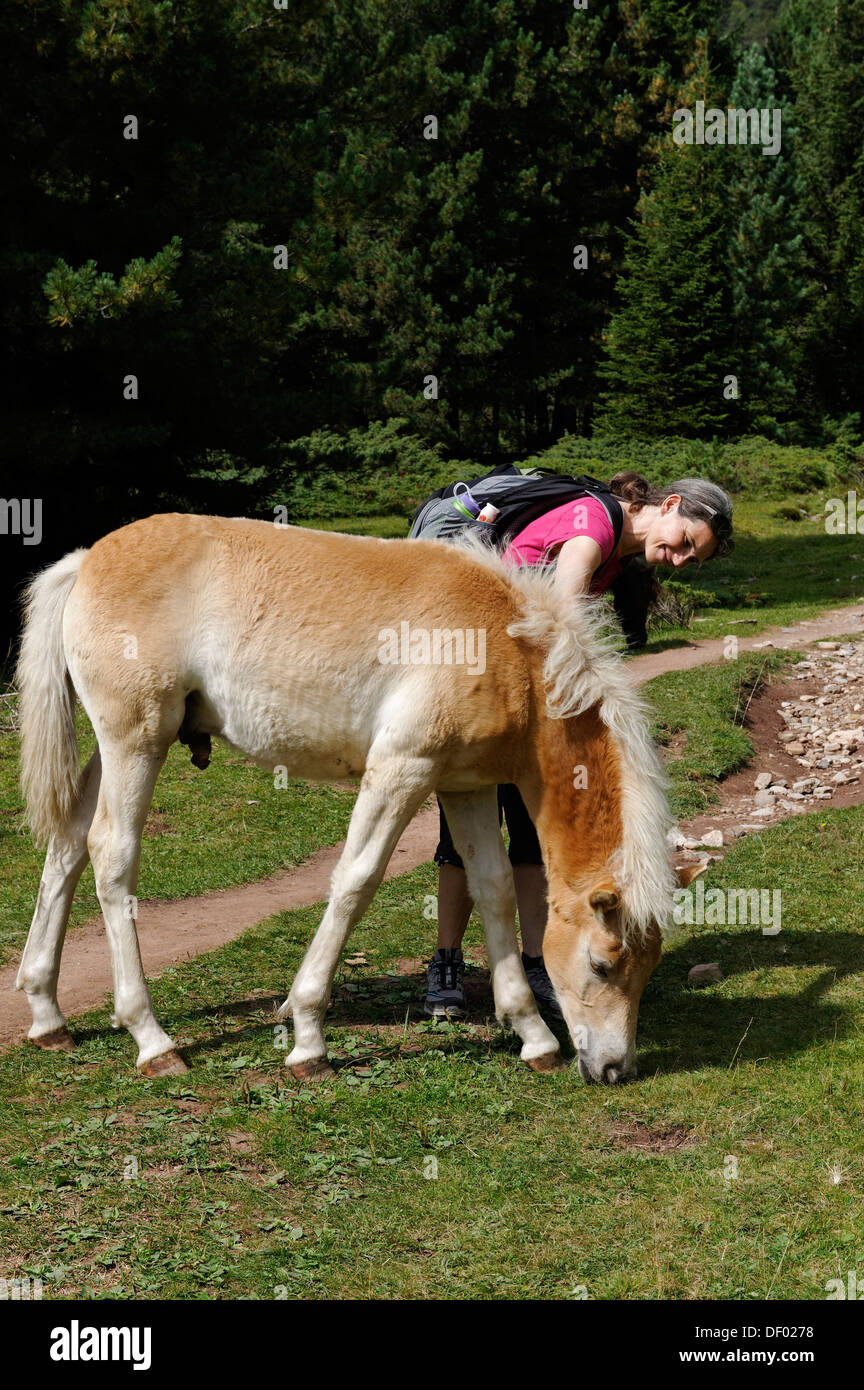 Female hiker with a Haflinger horse in a pasture, Raschoetz near St ...