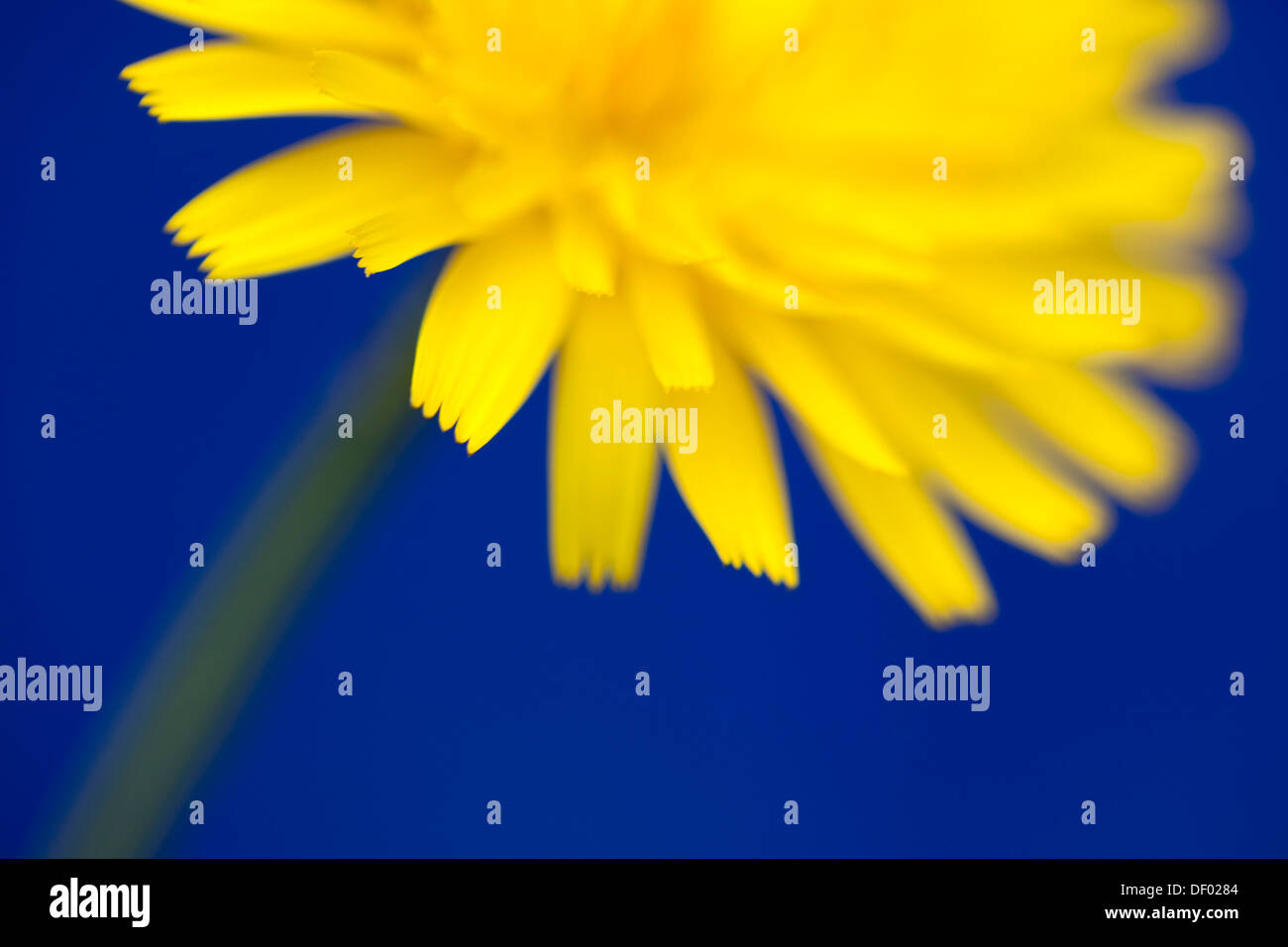 Yellow wild flower photographed against a blue background, Isle of Mull ...