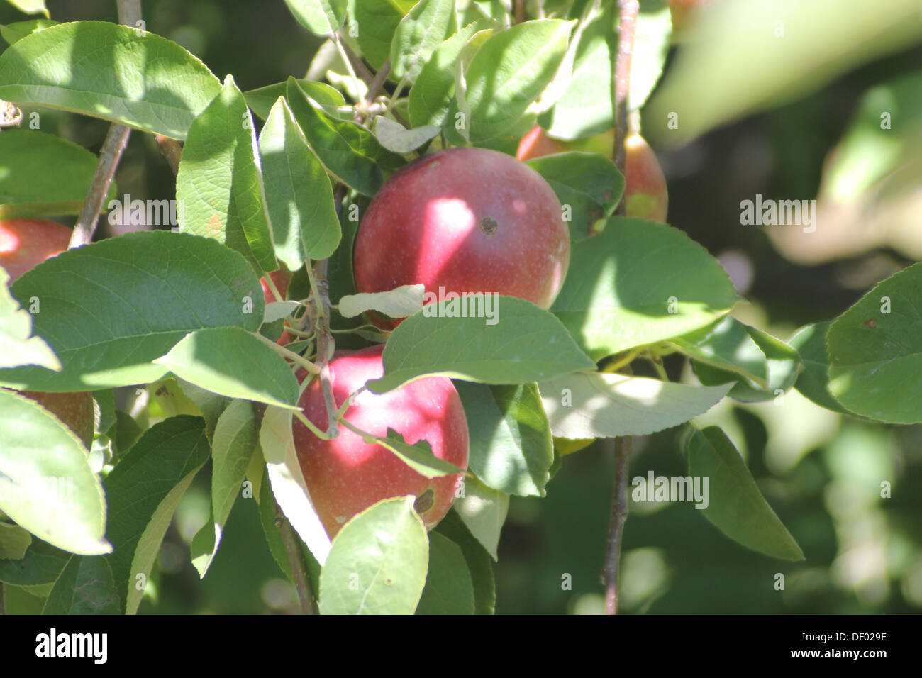 Branches on apple trees laden with nearly ripe apples almost ready for ...