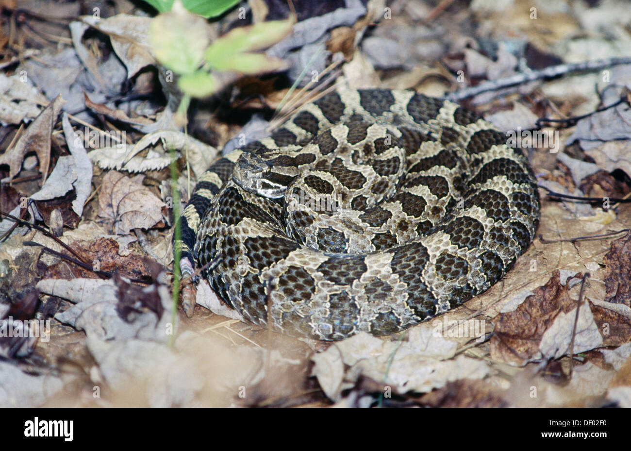 Sistrurus Catenatus High Resolution Stock Photography and Images - Alamy