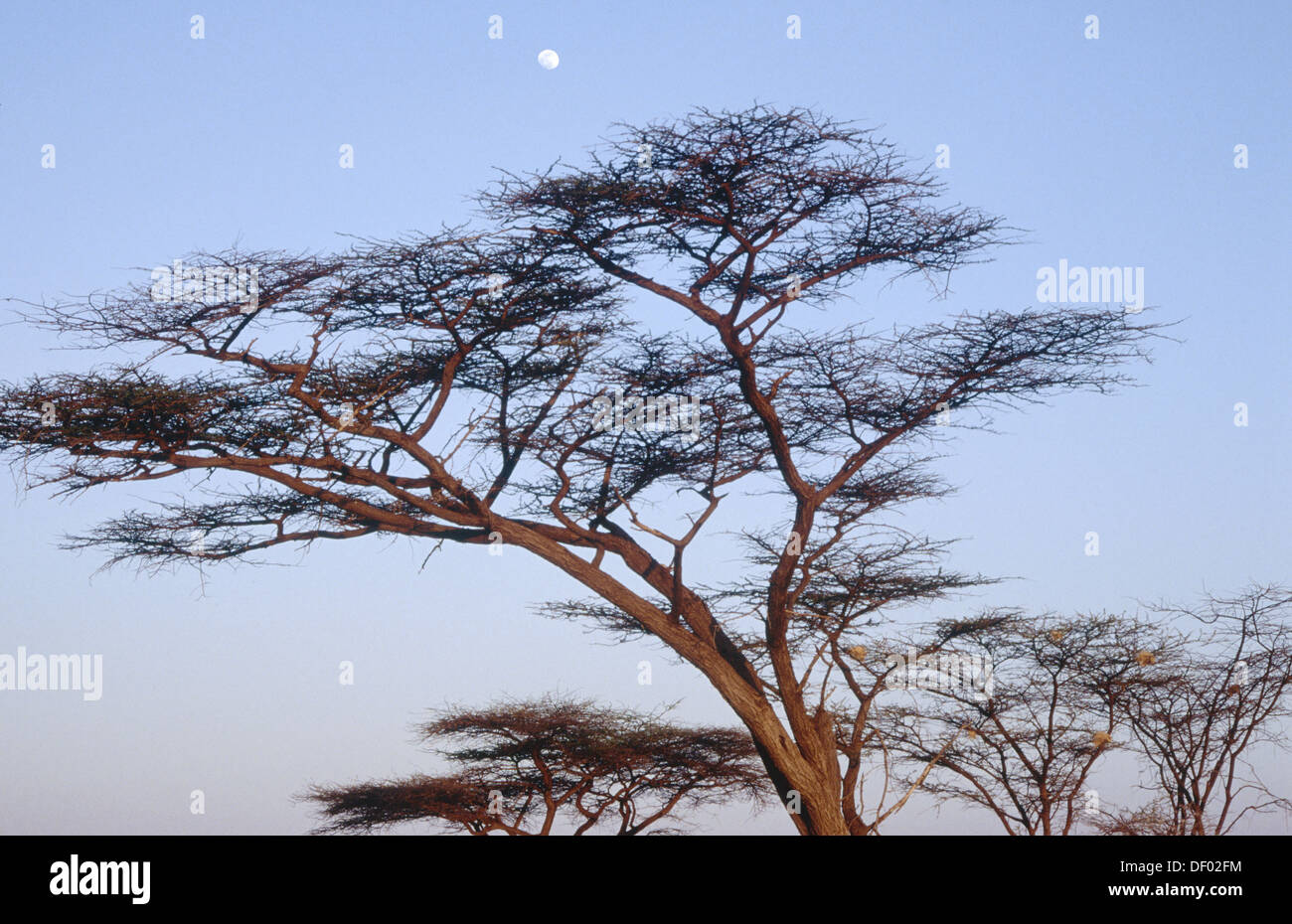 Acacia trees and raising moon. Masai Mara. Kenya Stock Photo - Alamy