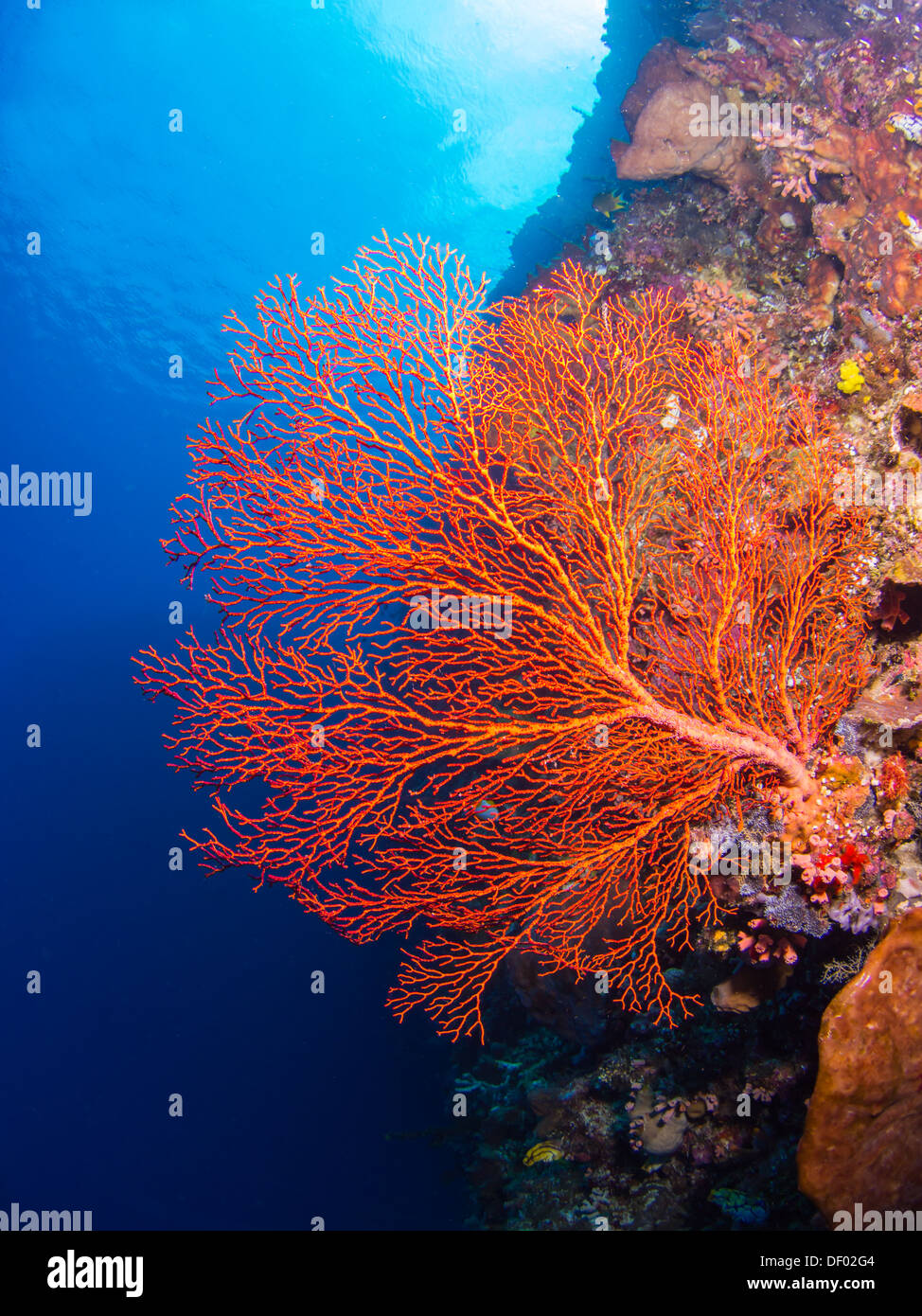 Red Sea Fan Coral Cocktail Ring
