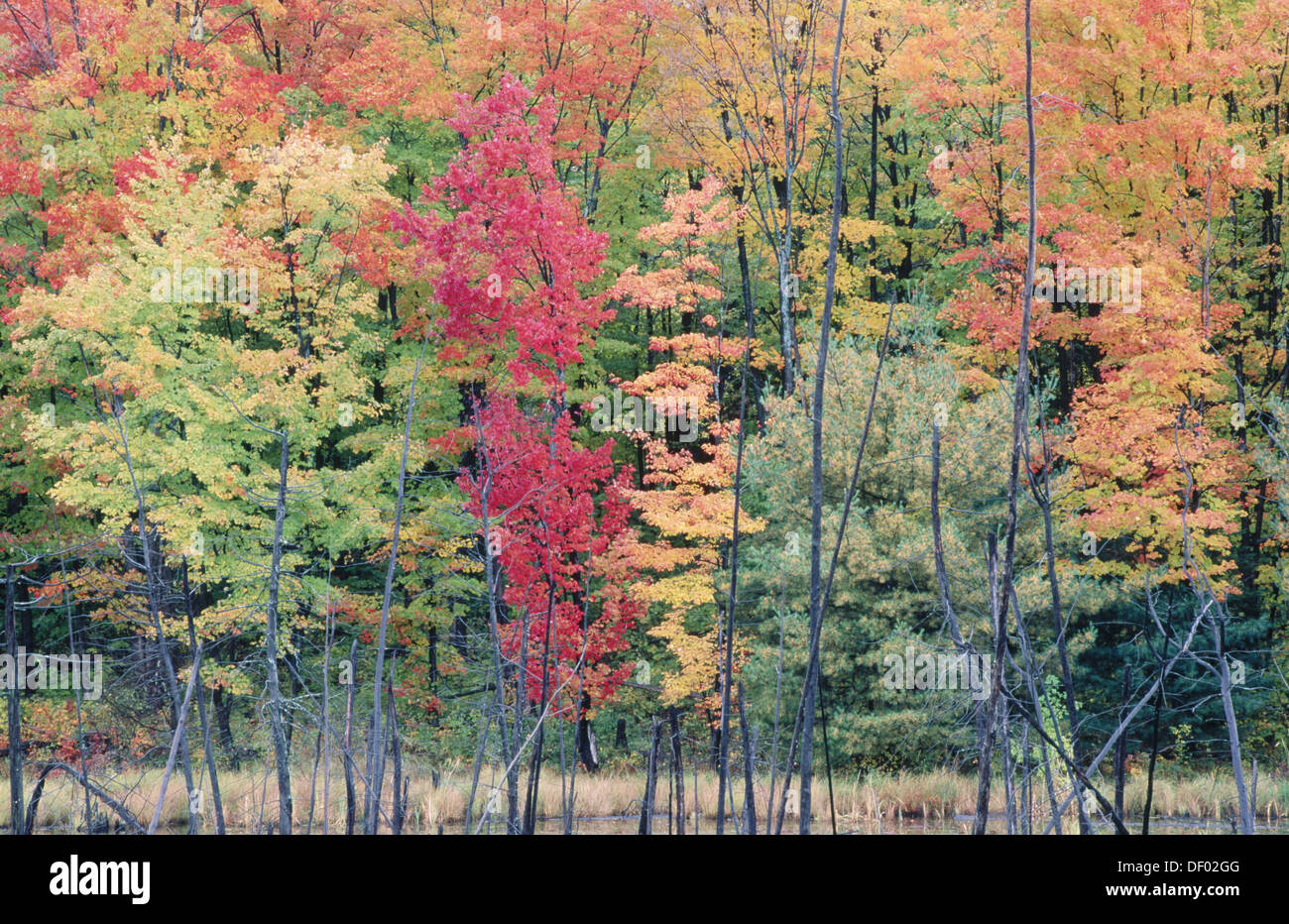 Beaver lumber hi-res stock photography and images - Alamy
