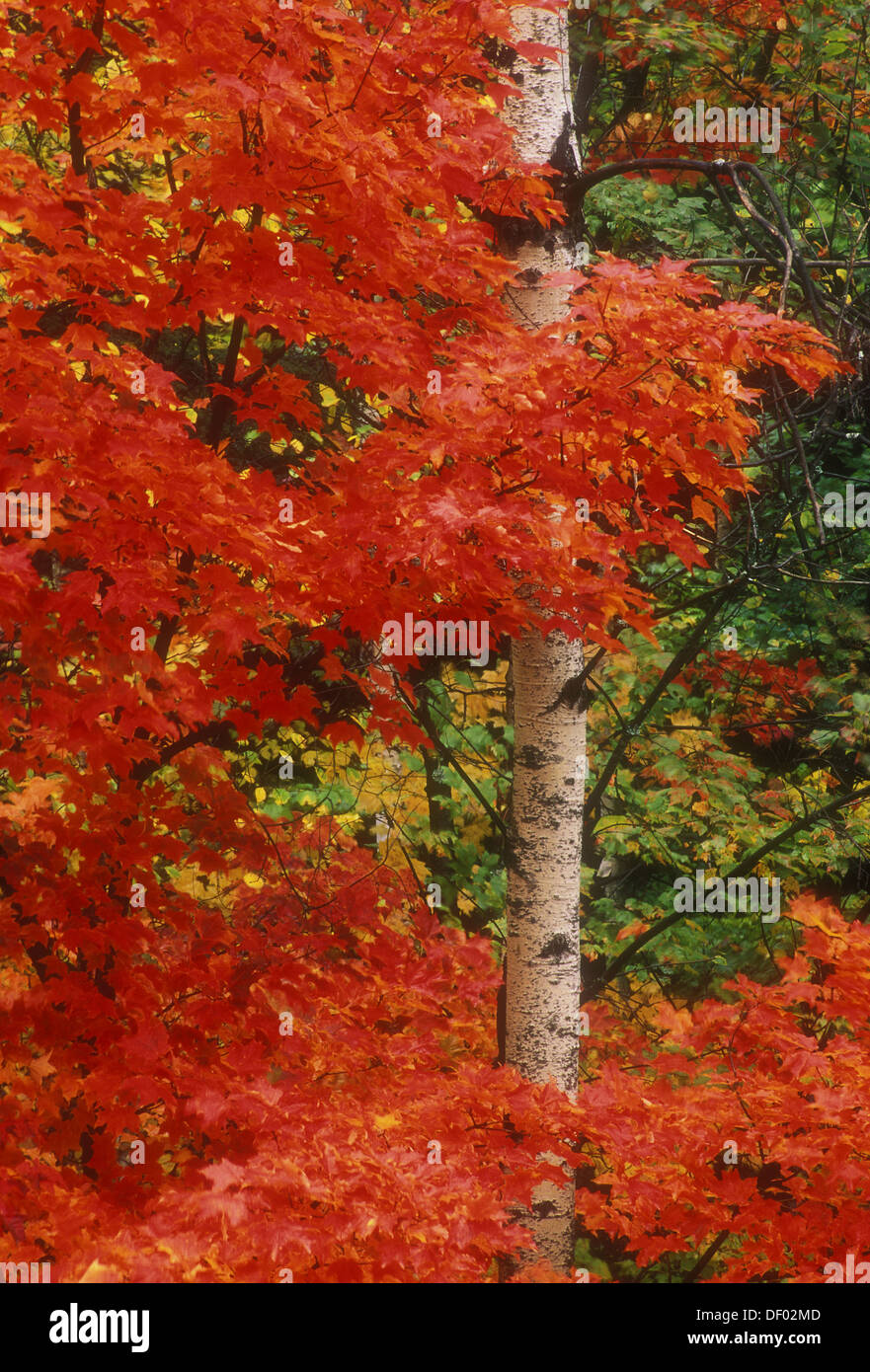 Acer rubra hi-res stock photography and images - Alamy