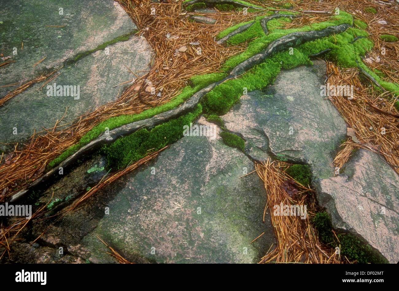 Microhabitat hi-res stock photography and images - Alamy