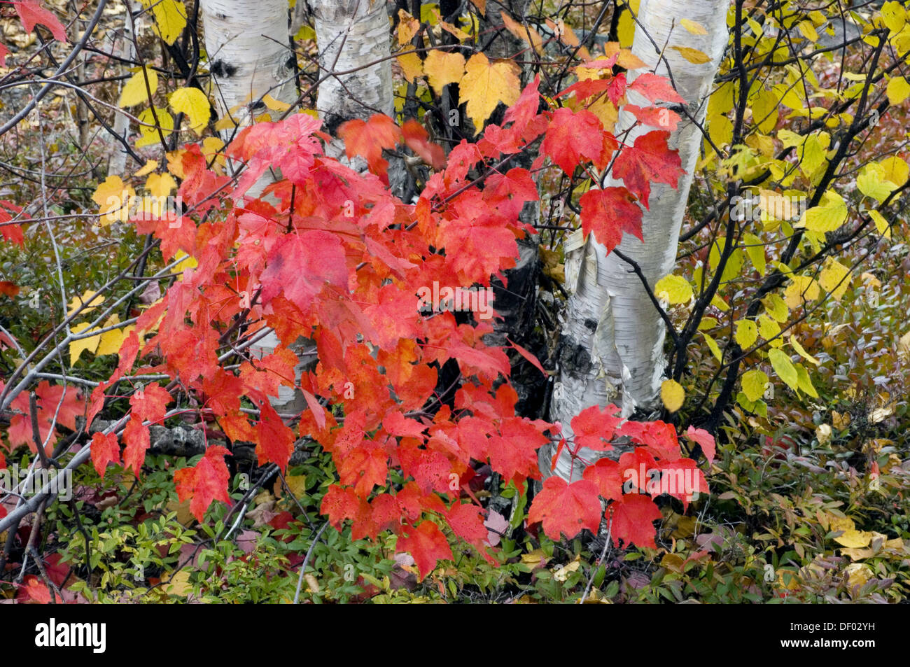 Tree Acer Rubra Stock Photos & Tree Acer Rubra Stock Images - Alamy