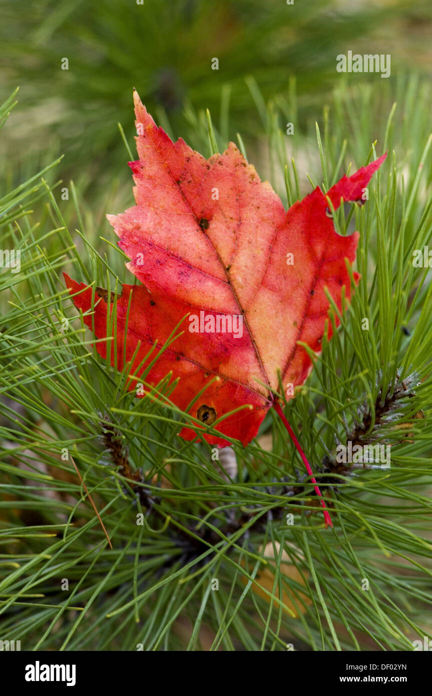 Tree acer rubra hi-res stock photography and images - Alamy