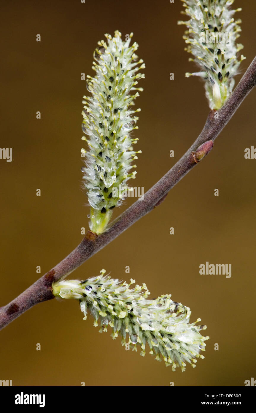 Angiosperm life cycle hi-res stock photography and images - Alamy