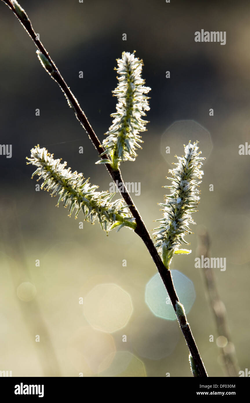 Salix spp catkins hi-res stock photography and images - Alamy