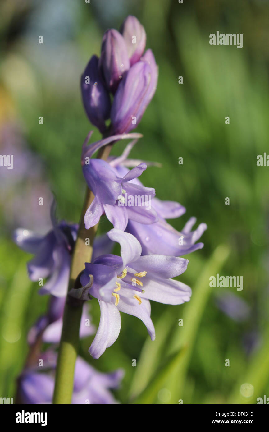 Bluebell bulb hi-res stock photography and images - Alamy