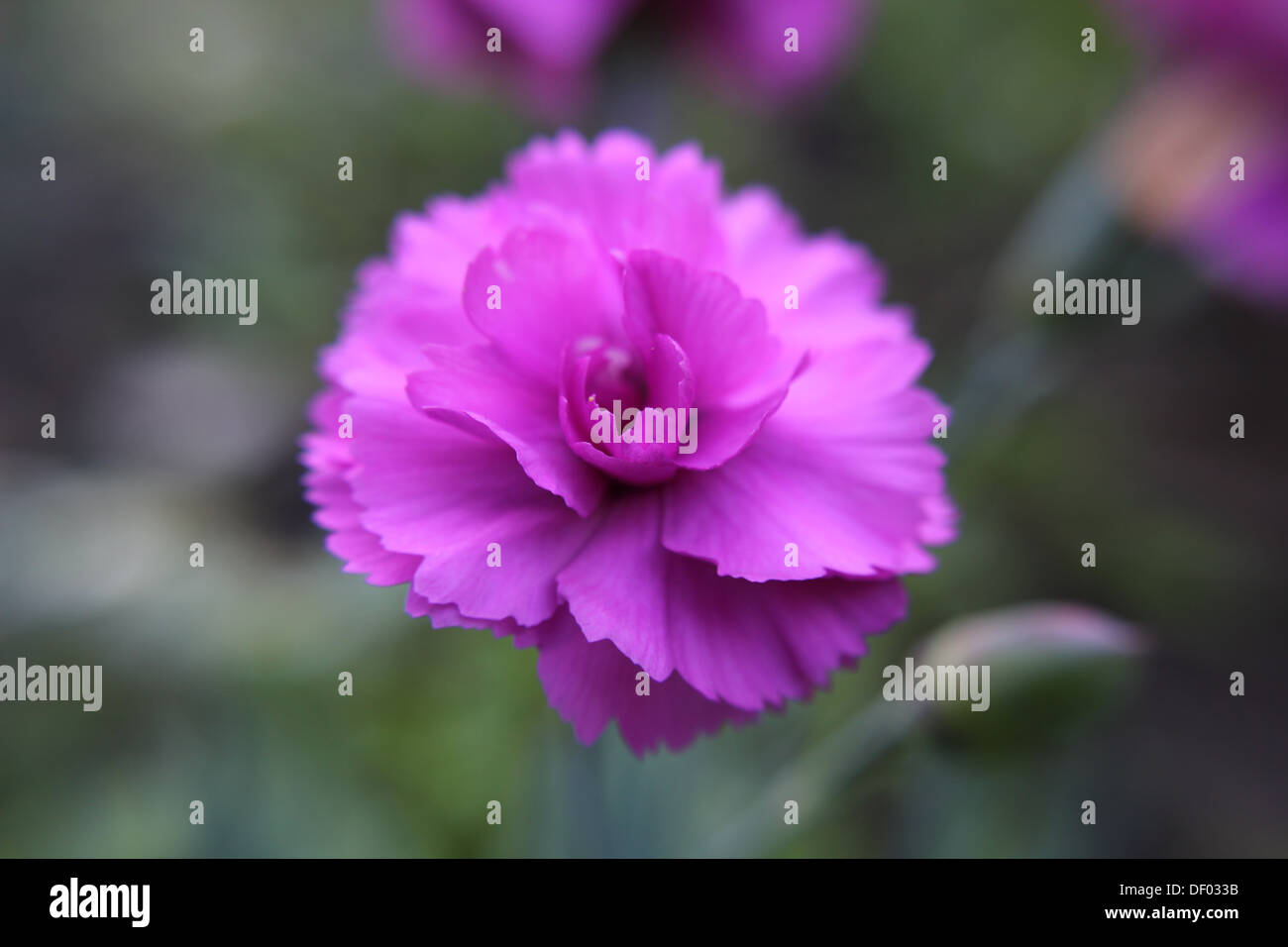 Carnation pinks hi-res stock photography and images - Alamy