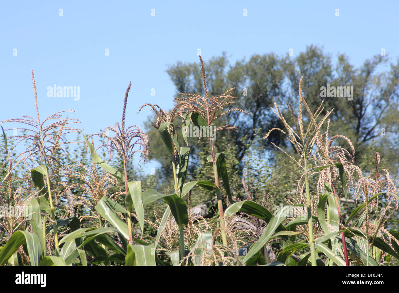 Tall corn hi-res stock photography and images - Alamy