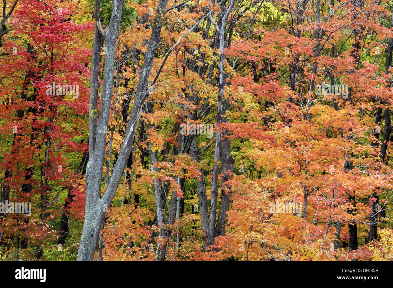 Mature maples ontario hi-res stock photography and images - Alamy