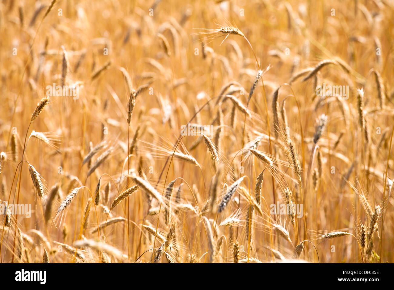 Wheat field, Provence, France, Europe Stock Photo - Alamy