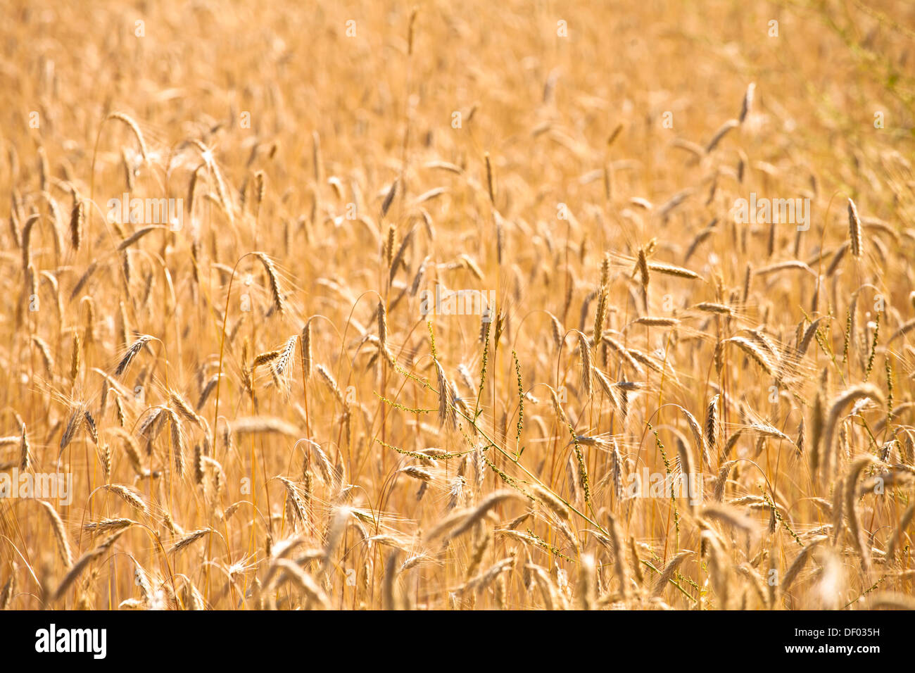 Wheat field, Provence, France, Europe Stock Photo - Alamy