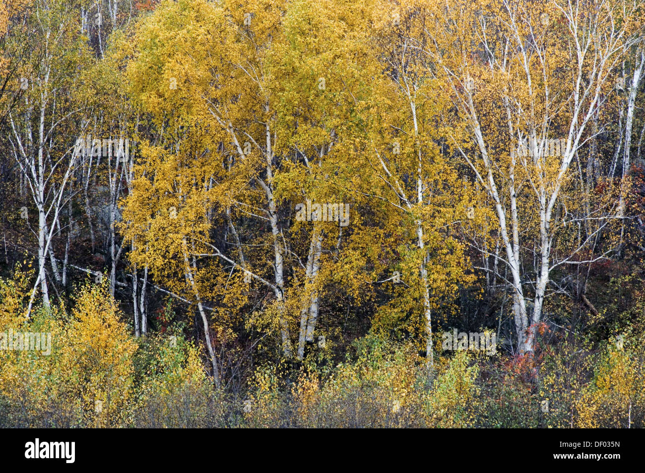Deciduous trees changing colour hi-res stock photography and images - Alamy