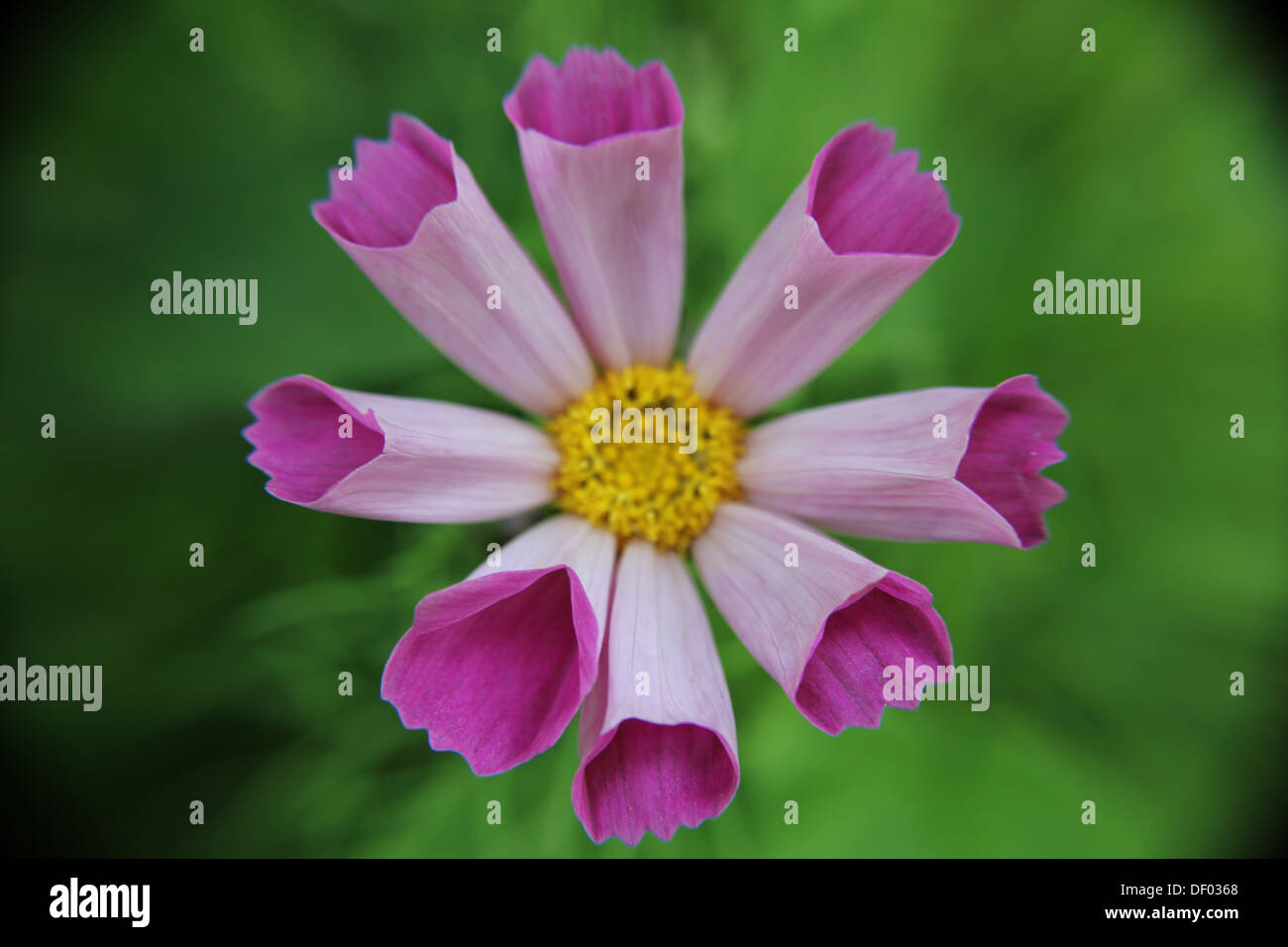 A purple Cosmos Plant Close up Stock Photo - Alamy