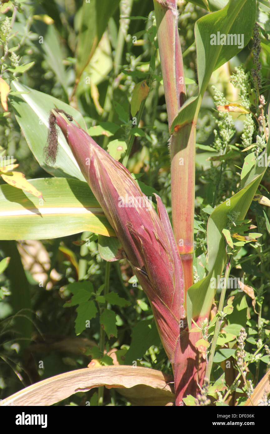 Decorative corn hi-res stock photography and images - Alamy