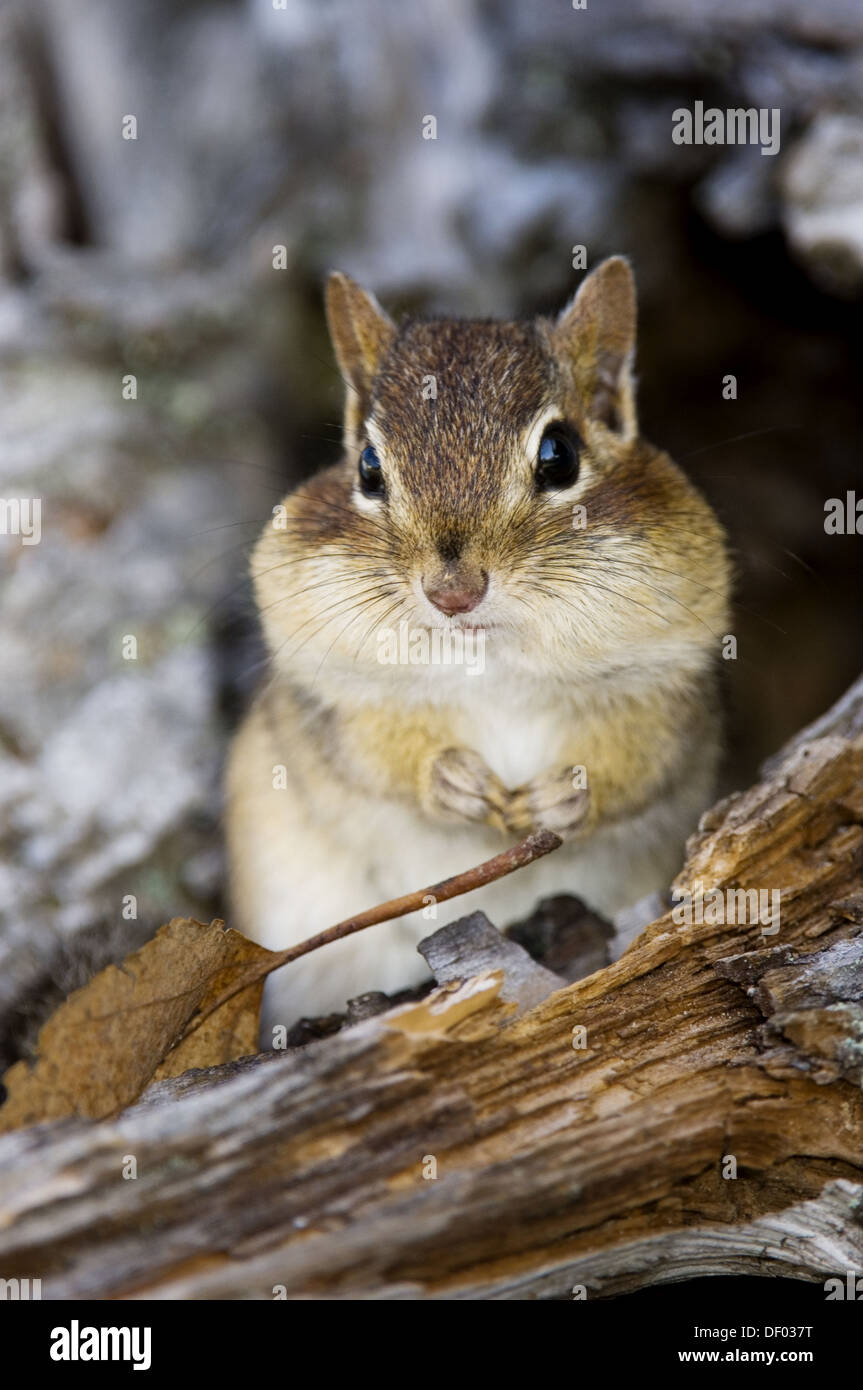 Native american pouches hi-res stock photography and images - Alamy
