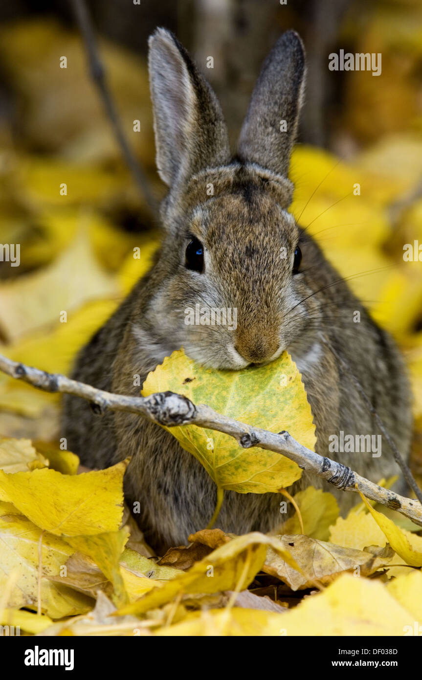 Nuttalls cottontail rabbit hi-res stock photography and images - Alamy