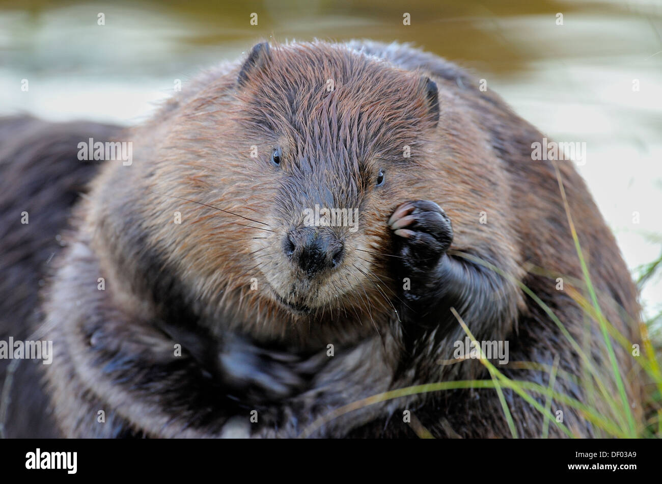 Beaver face hi-res stock photography and images - Alamy