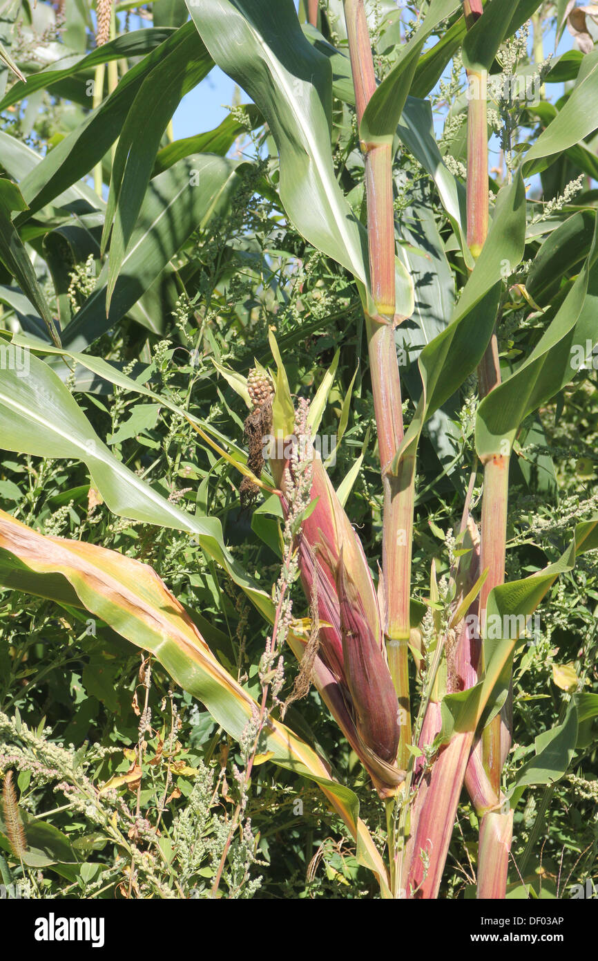Large corn hi-res stock photography and images - Alamy