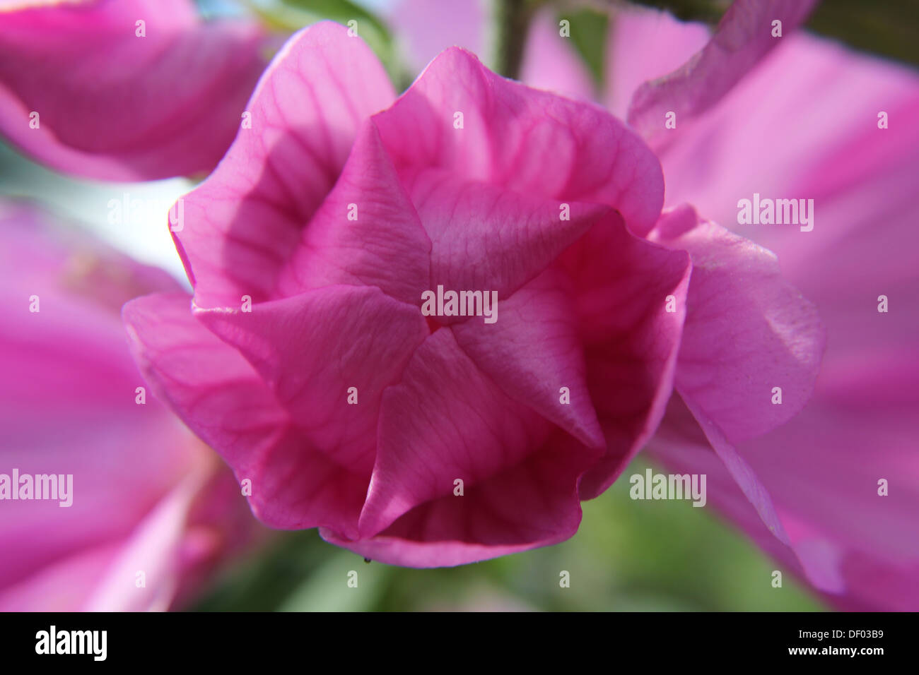 Purple mallow lavatera arborea hi-res stock photography and images - Alamy