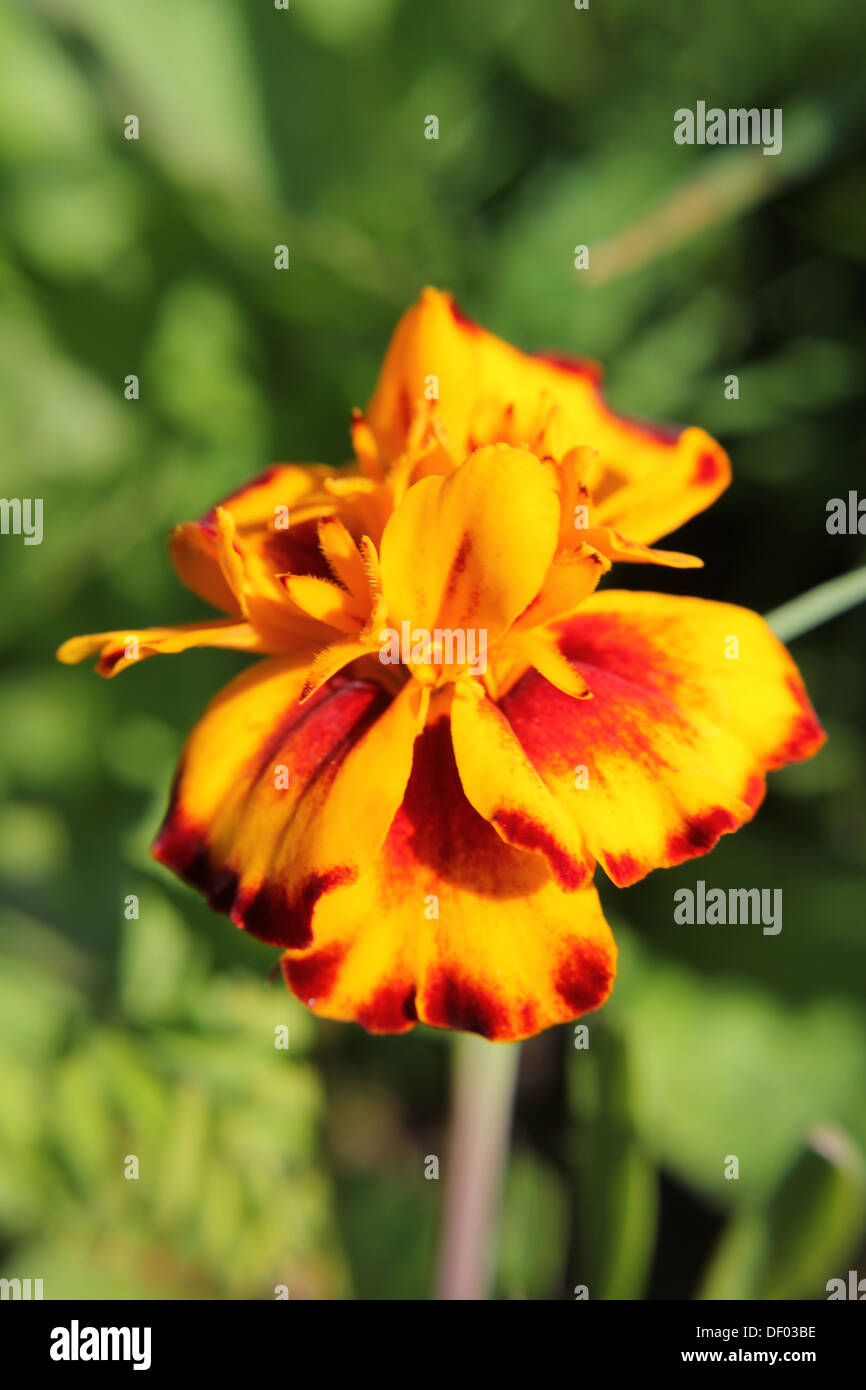 a Single marigold Stock Photo - Alamy