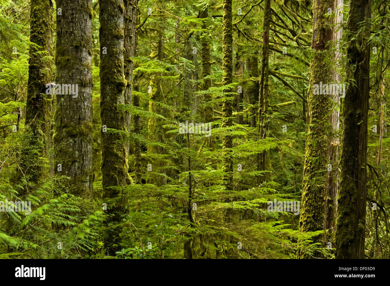 Pacific Rim Rain Forest trees with epiphytic mosses Stock Photo - Alamy
